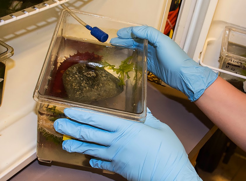 Pacific Science Center Life Sciences: Introducing New Tide Pool Animals