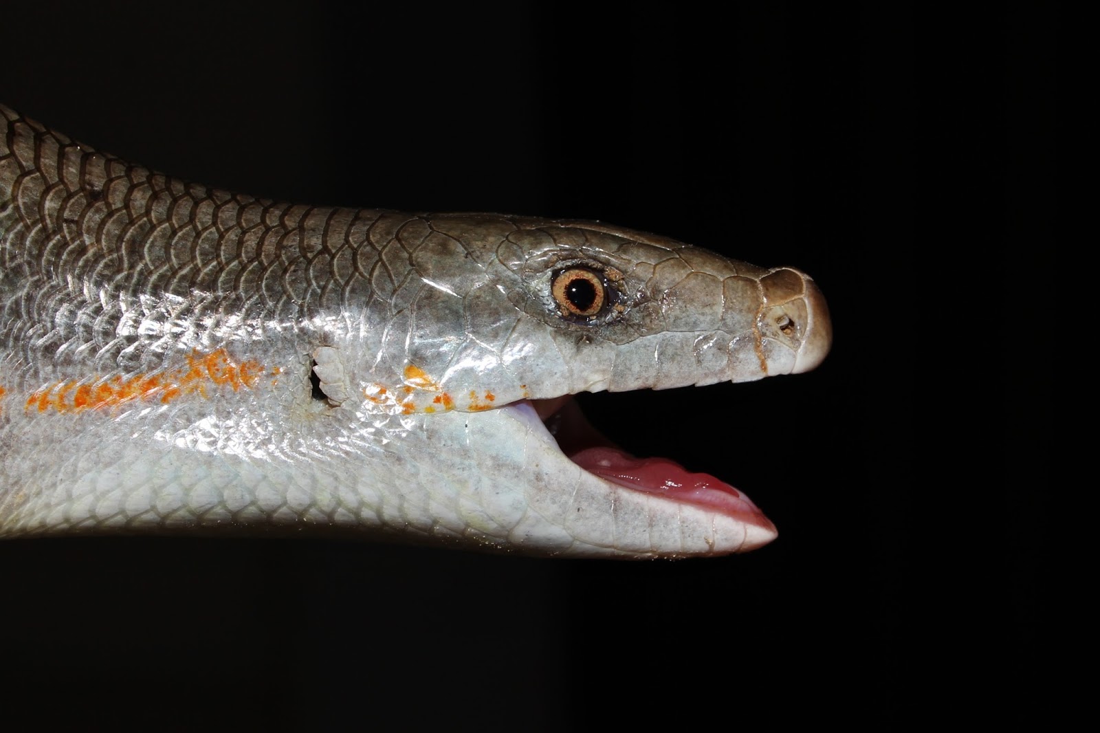 Ερπετά και αμφίβια της Κύπρου - Reptiles and amphibians of Cyprus by ...