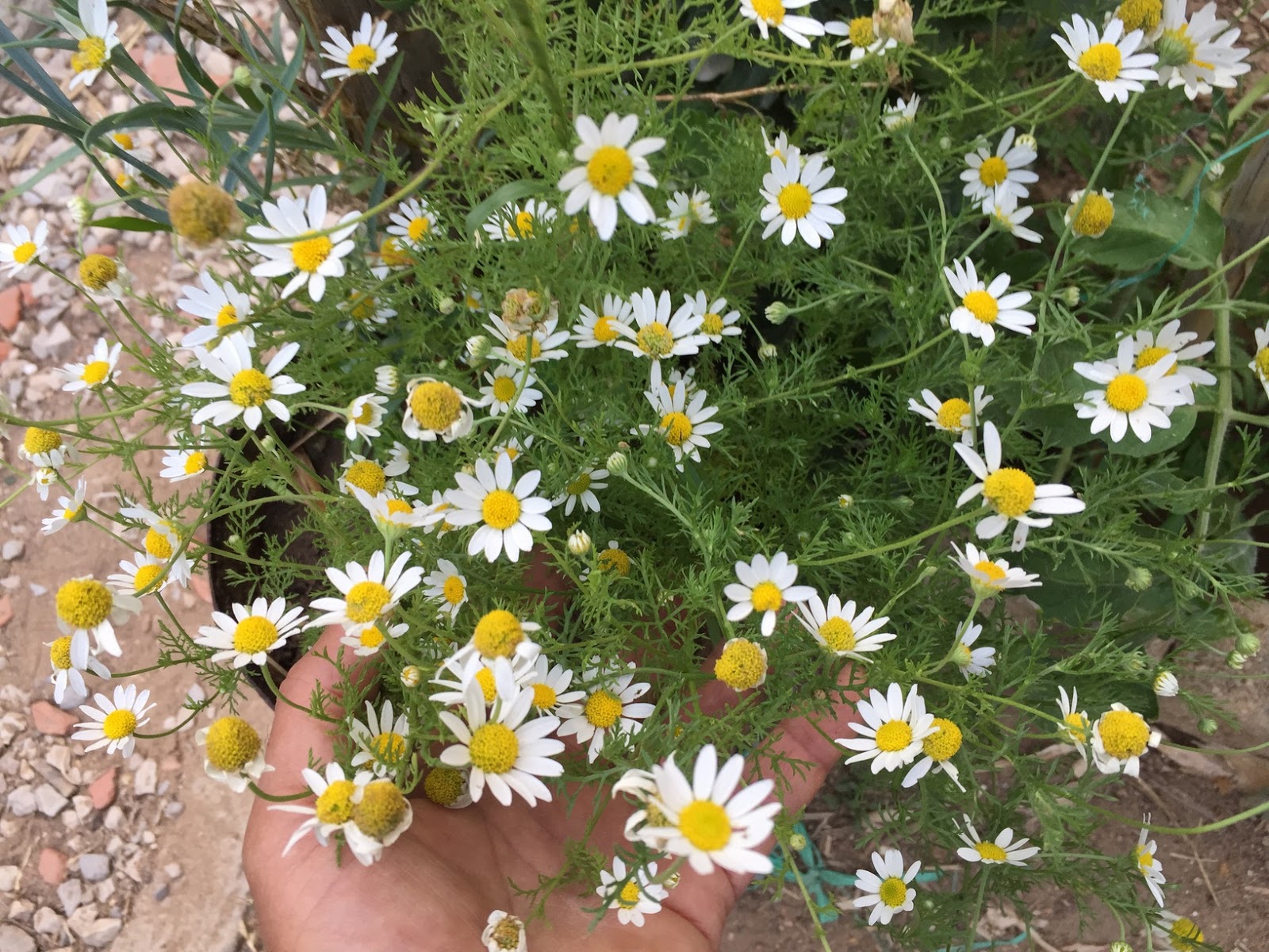 How to Grow Chamomile From seed indoors