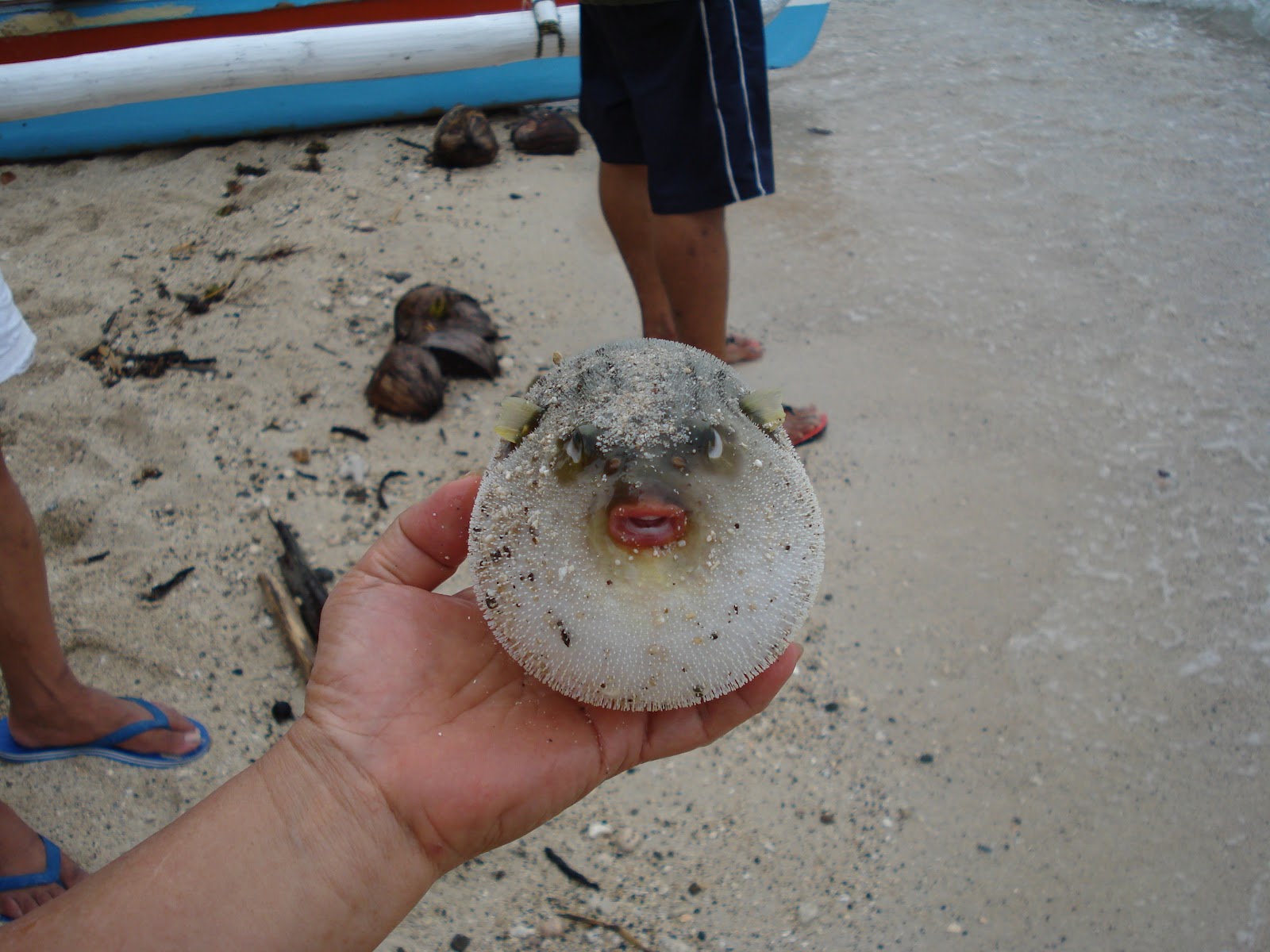 My Ultimate Photo Blog: Puffer Fish