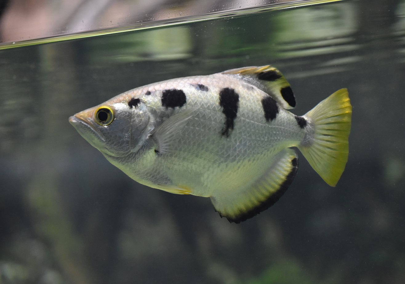 ZOOTOGRAFIANDO (6.100 ANIMALS): PEZ ARQUERO MOTEADO / SPOTTED ...