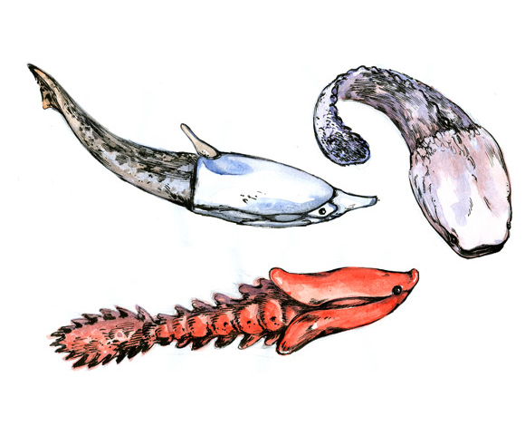 Artes de Pesca: VAMOS A PESCAR PEZ BRUJA (MYXINOS)