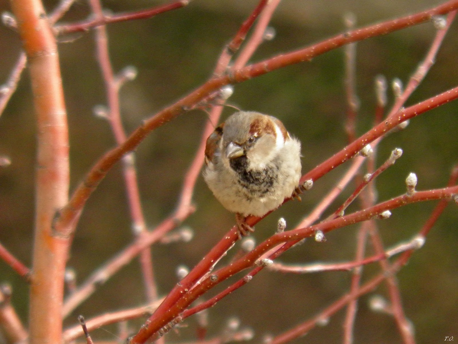 PASARI DIN ROMANIA: VRABIA DE CASA, Passer domesticus