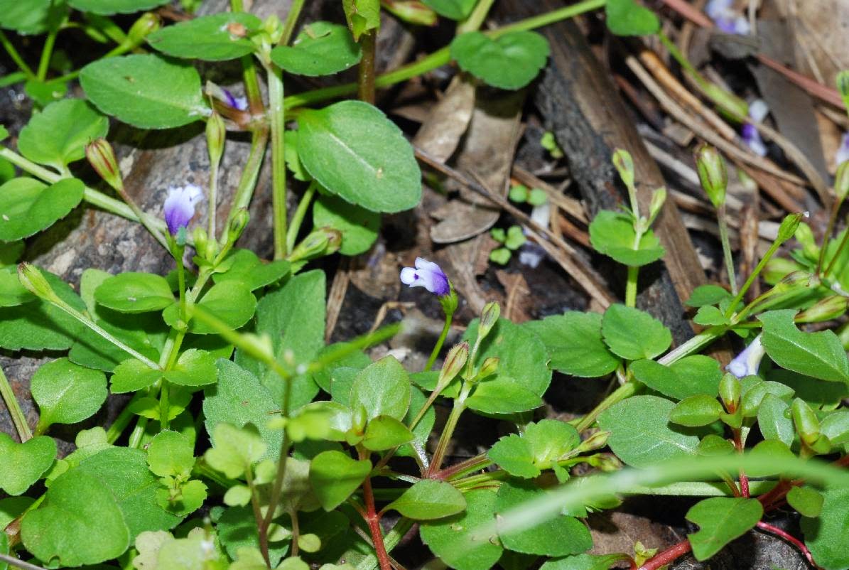 Humedales en Puerto Rico Papo Vives et al: LINDERNIA CRUSTACEA