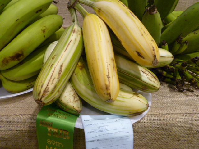 Maui Jungalow: Bananas (and things you didn't know about them)