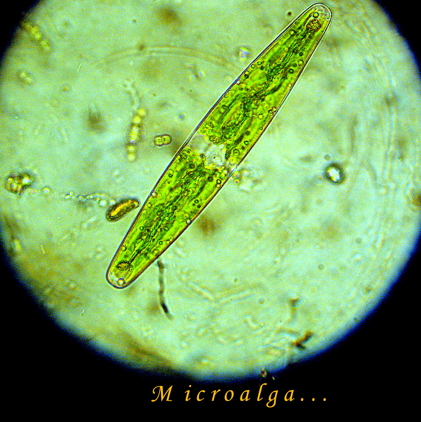Cultivo de Microalgas em Fotobiorreatores: Microalga...