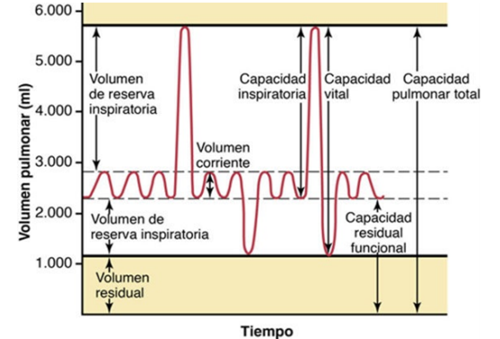 Ensayo Fisiologia Pulmonar