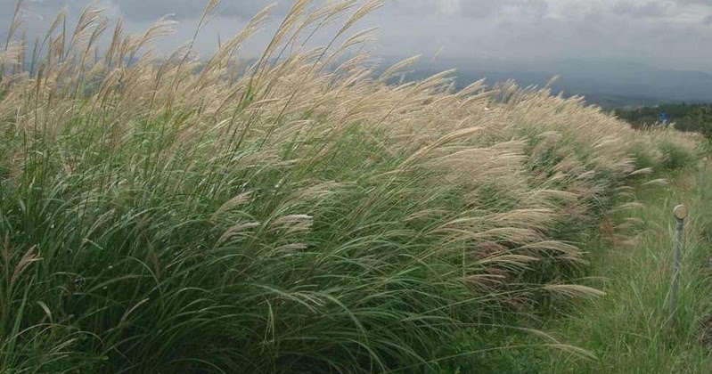 Emerald Biology: Fuel for Biofuel 3: Cellulosic feedstocks