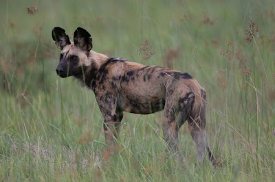 Dóér in die bosveld - fabels vir Afrika: Die wildehond en die rifrug