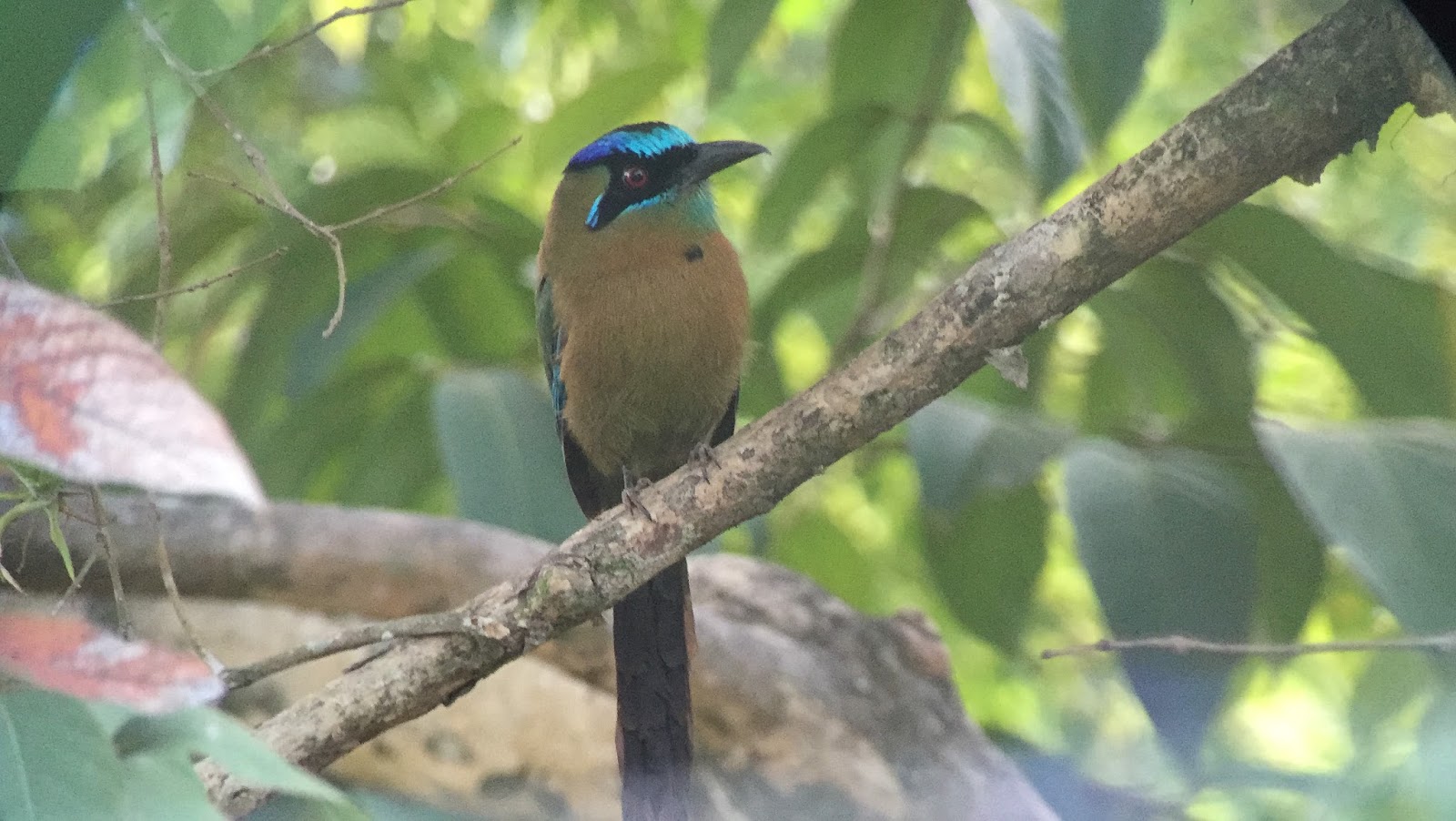Travels and Birds: Manuel Antonio