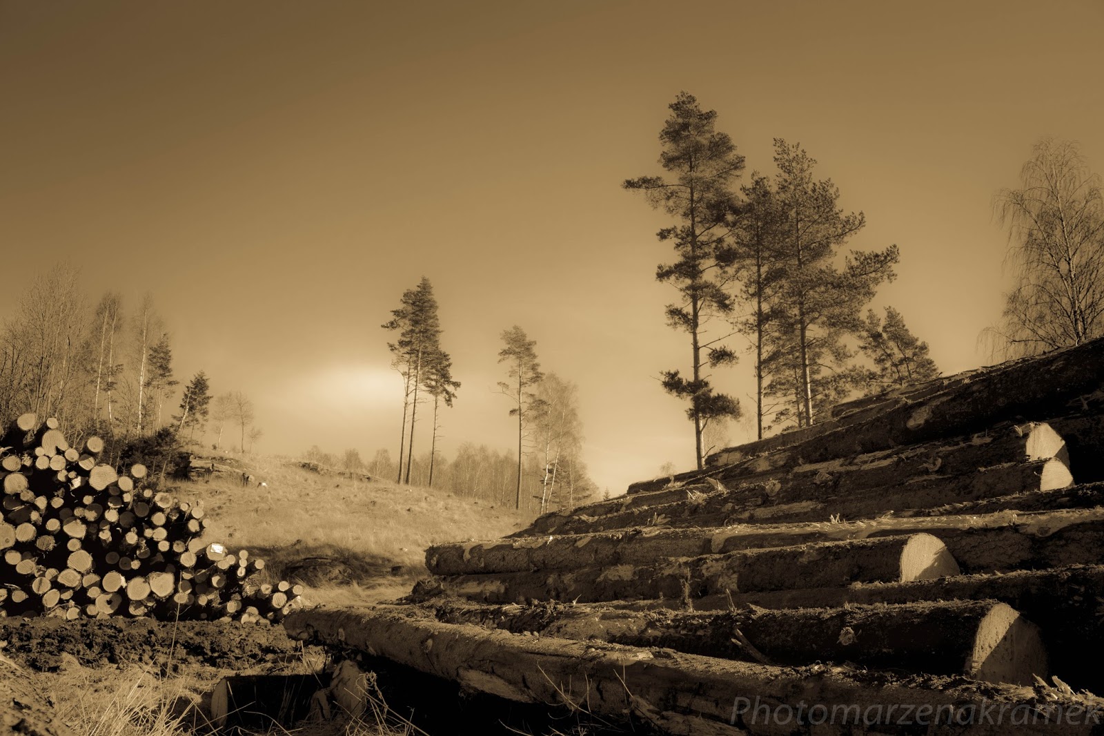 PhotoMarzenakramek: Det var fin skog ....