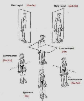 MORFOFISIOLOGÍA I: TERMINOLOGÍA ANATÓMICA