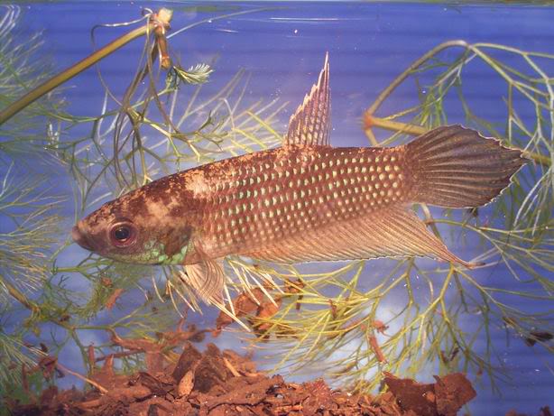 Beauty Mouthbrooder - Betta pulchra ~ Nice Betta