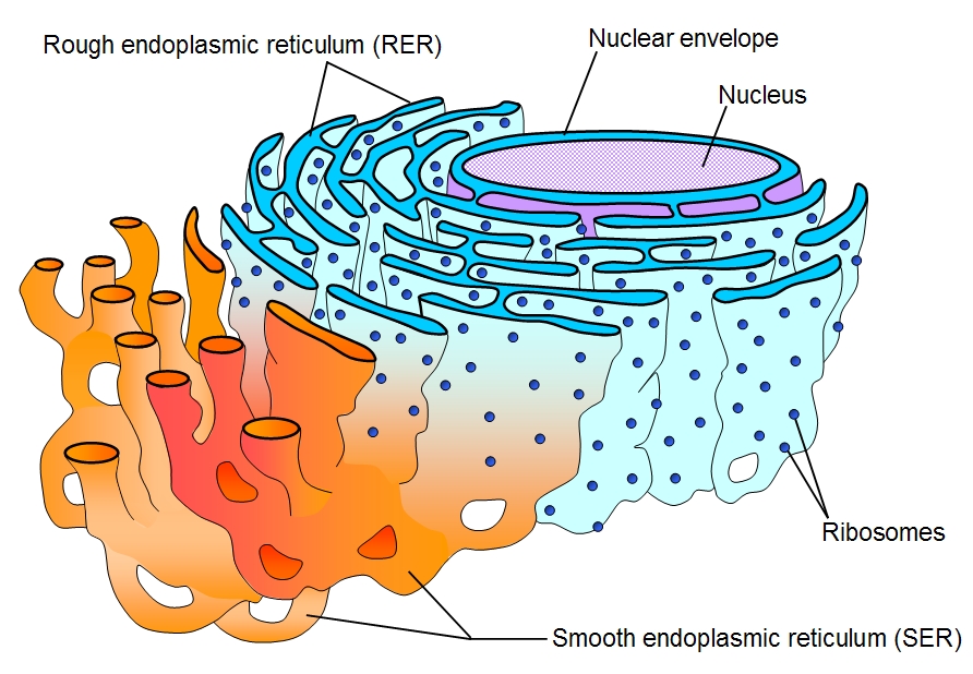 Biological-Freak: (3) 細胞核(Nucleus) & 內質網(Endoplasmic Reticulum, ER) 07 ...