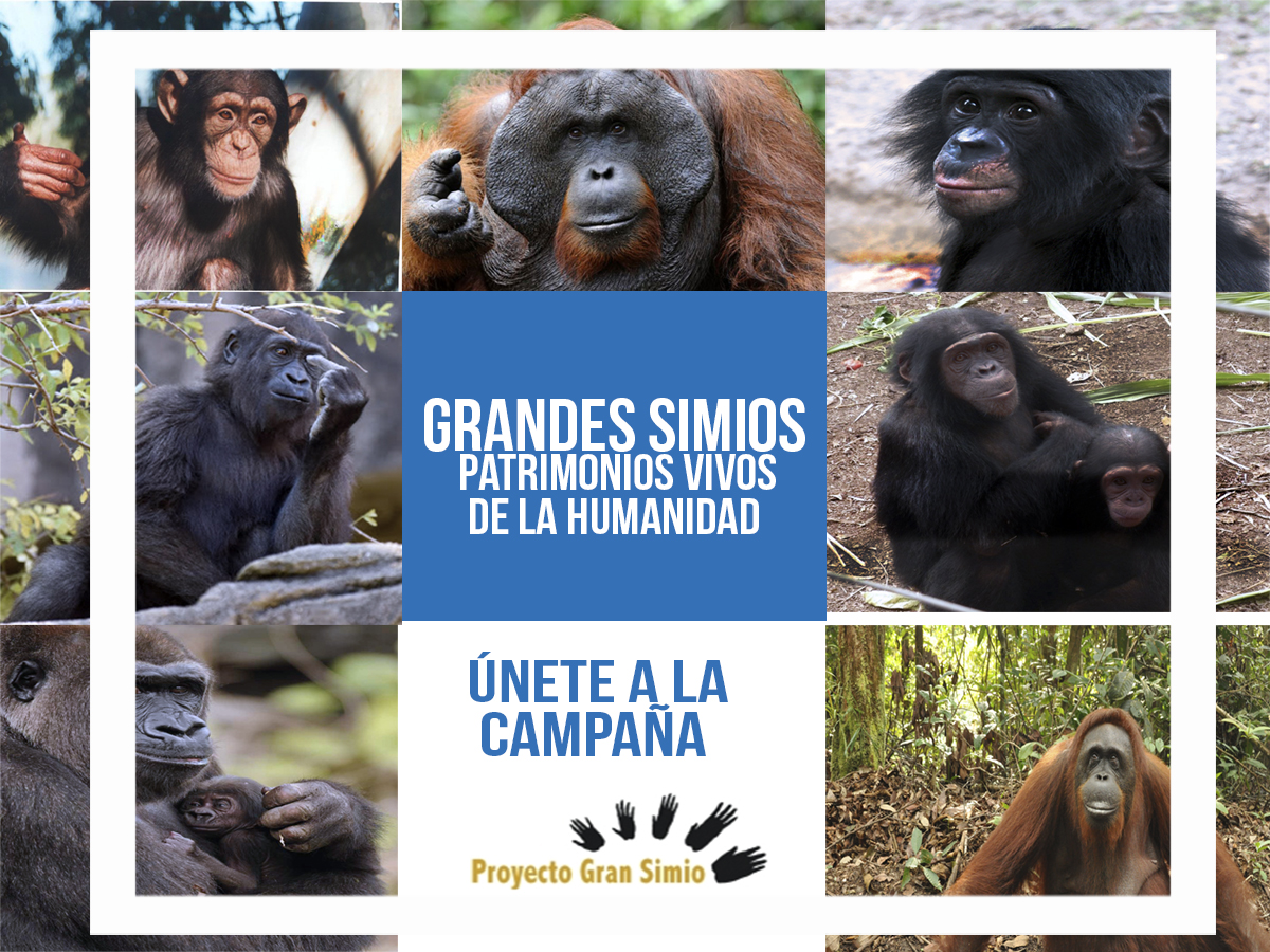GRANDES SIMIOS PATRIMONIOS VIVOS DE LA HUMANIDAD: PROYECTO GRAN SIMIO ...