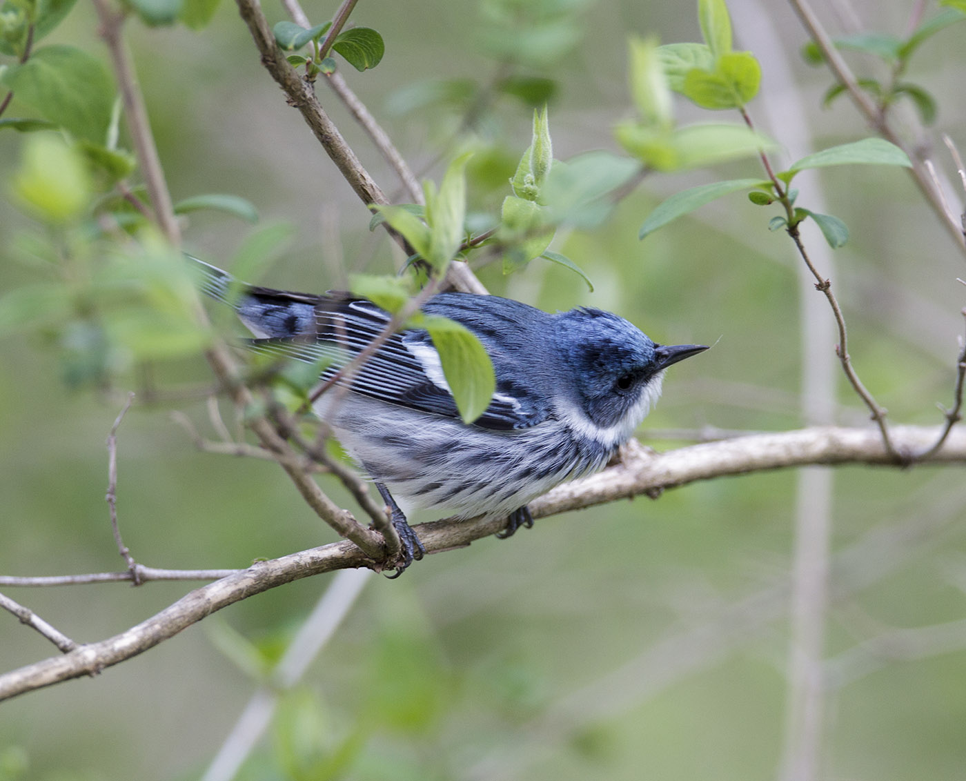 pewit: Cerulean Warbler
