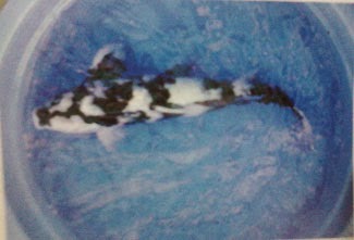 Mengenal Gejala Ikan Koi yang Sakit ~ Pertanian dan Peternakanku