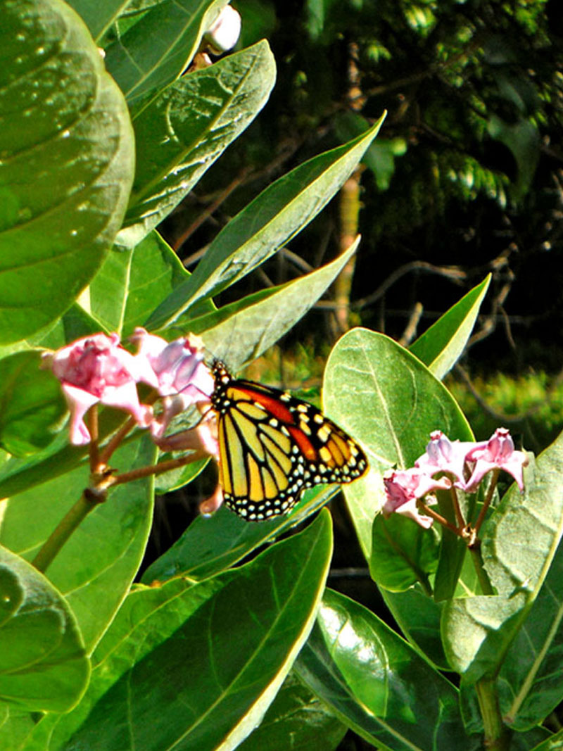 Haysmer Hawaii: January 2017