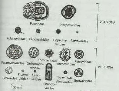 Biologi SMA: Ciri-Ciri (Ukuran dan Bentuk) Tubuh Virus