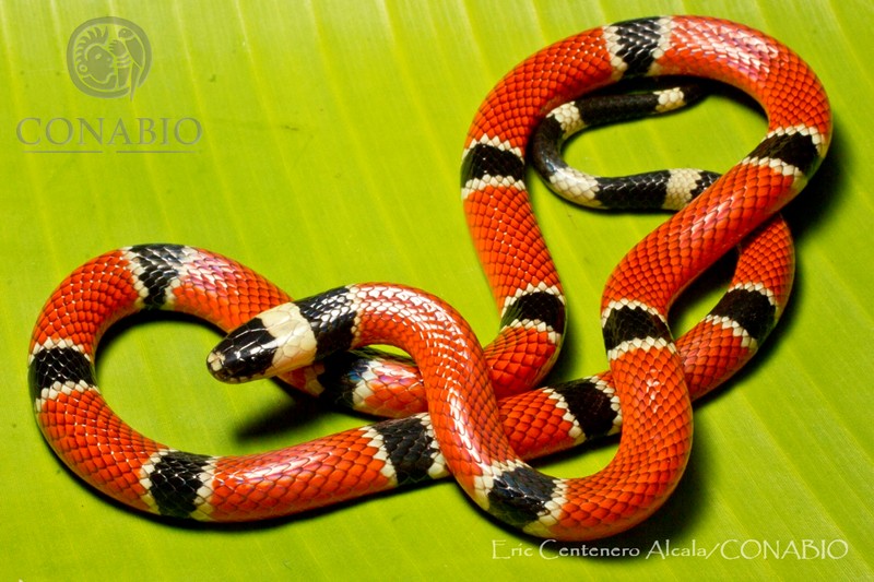 Serpiente Coralillo del Occidente Mexicano: Serpiente Coralillo del ...