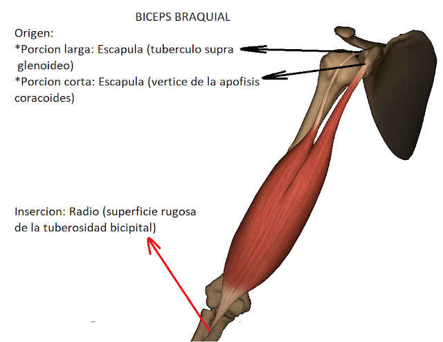 Anatomy full : MUSCULO BICEPS BRAQUIAL