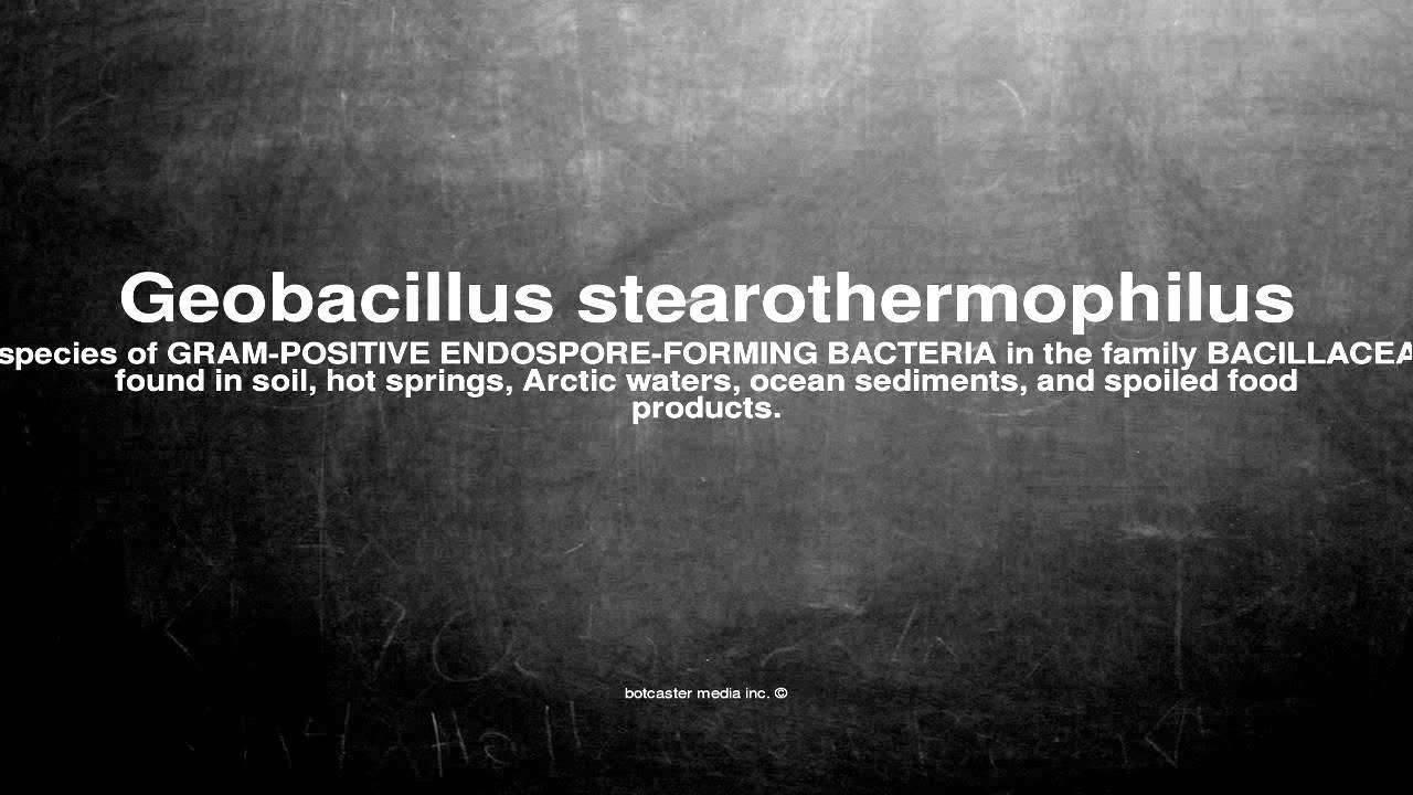 Geobacillus stearothermophilus