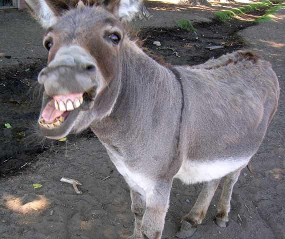 Donkay Samiling Funny Wallpaper ~ w