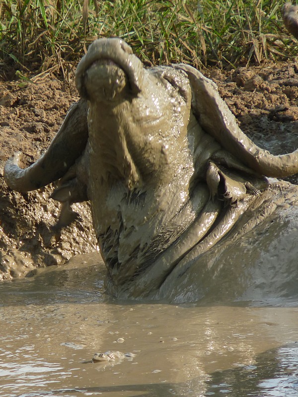 Ian Fraser, talking naturally: Odd Bathfellows