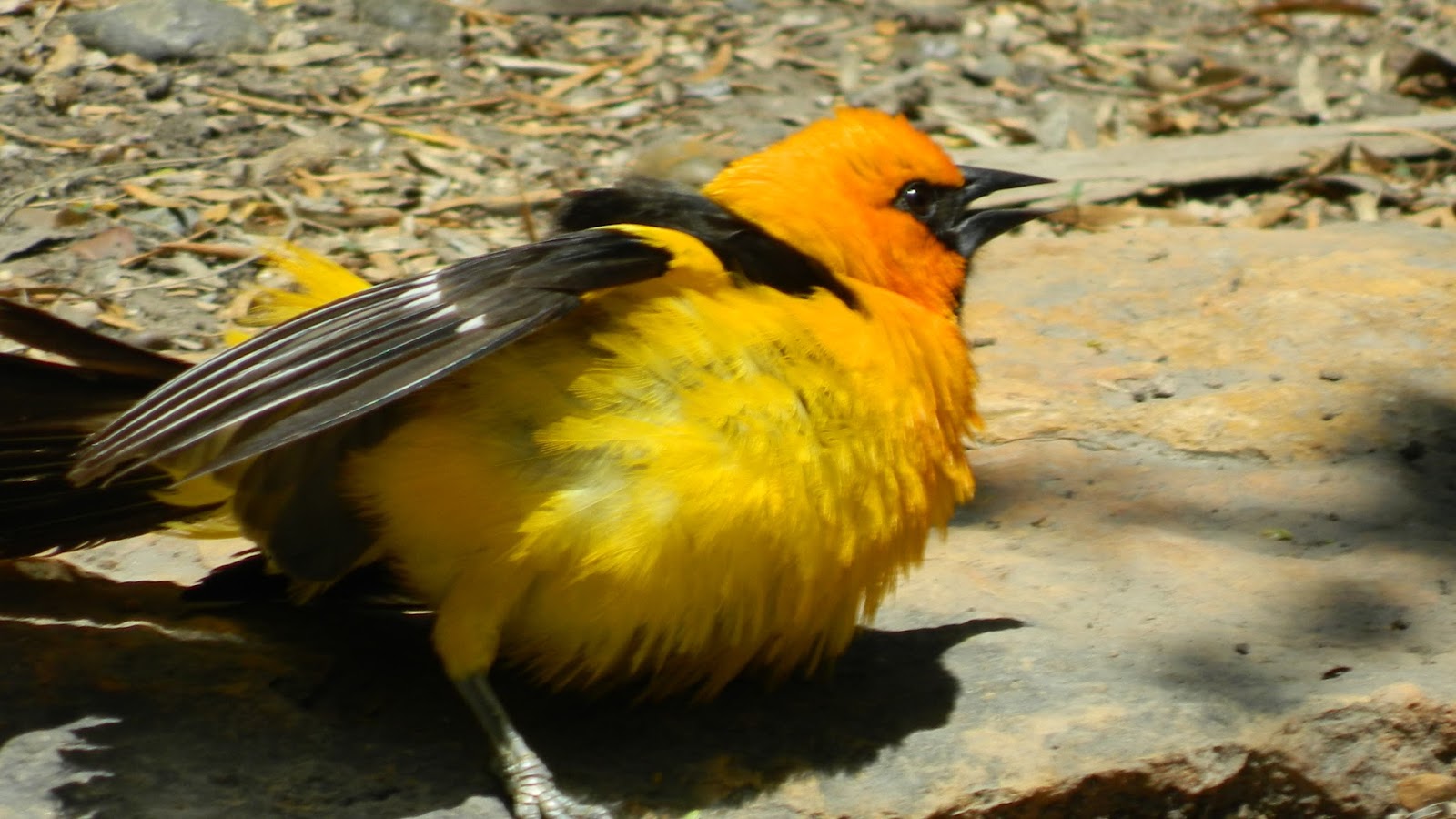 High Heels and Daffodils: Silly birds.