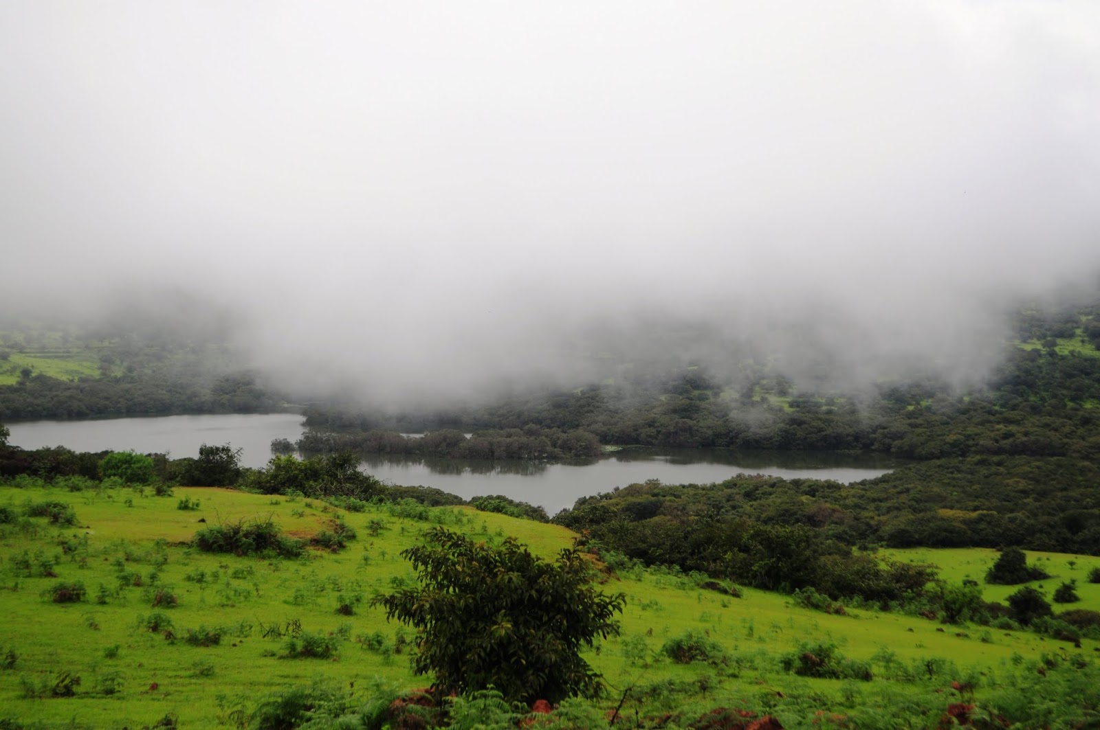 Kaas Plateau: Maharashtra’s own Valley of Flower