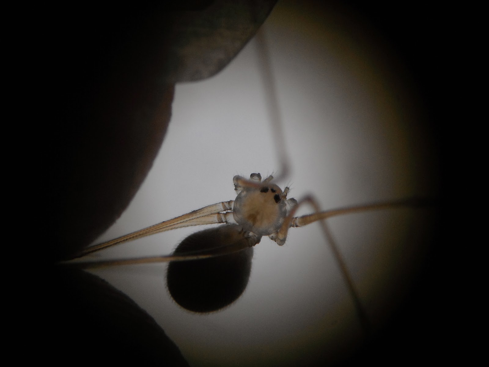 A TRAVÉS DEL ESTEREOSCOPIO : Araña Casera " Pholcus Phalangioides ...