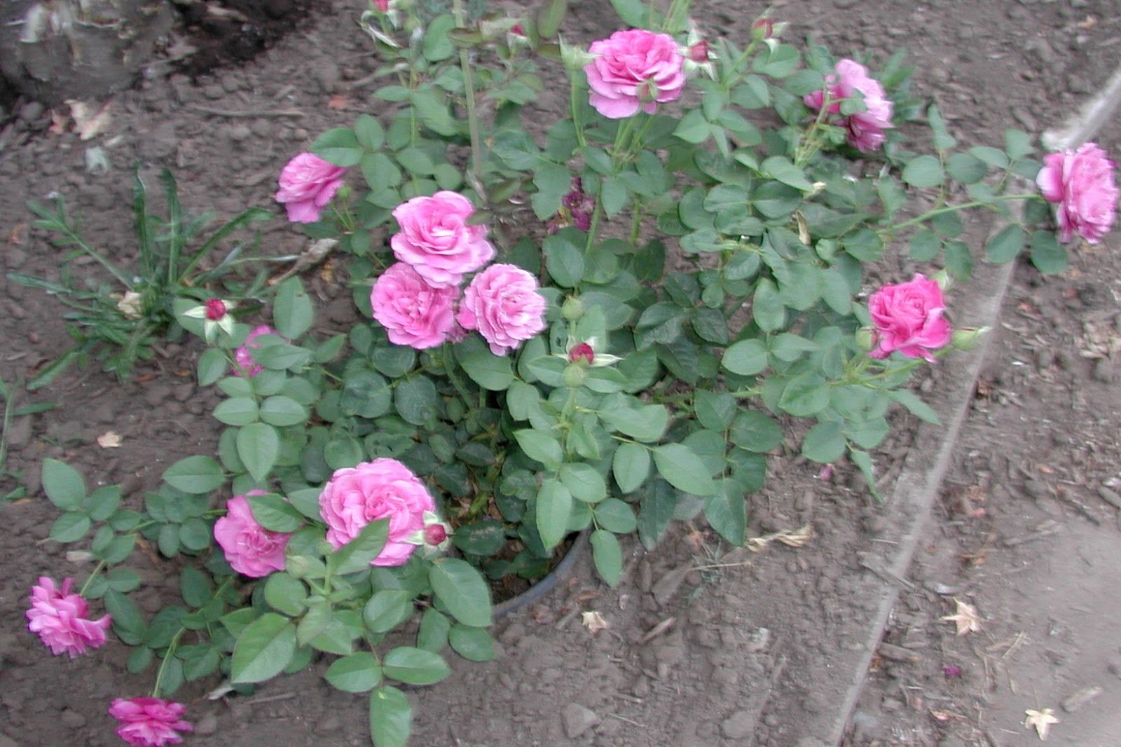 mini's knits and purls: July 2012