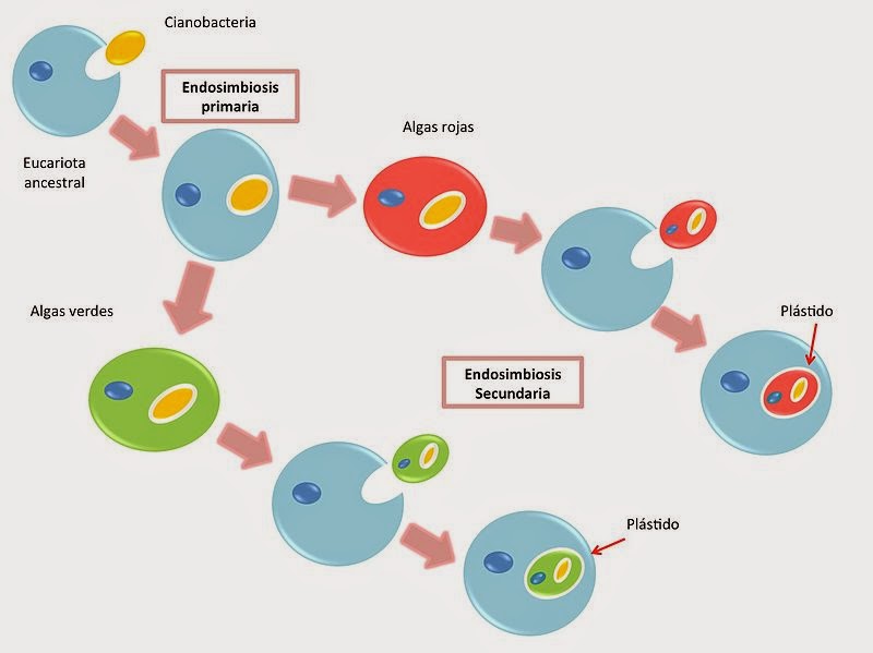 Blog de aula de 2A: Biología- Teoría Endosimbiótica