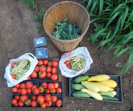 Cooking Creation: Garden