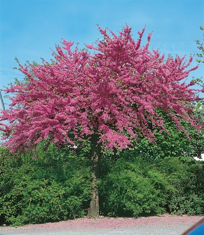 INSTRUCTIUNI PENTRU SEMANARE: COPACUL CHINEZESC AL LUI IUDA