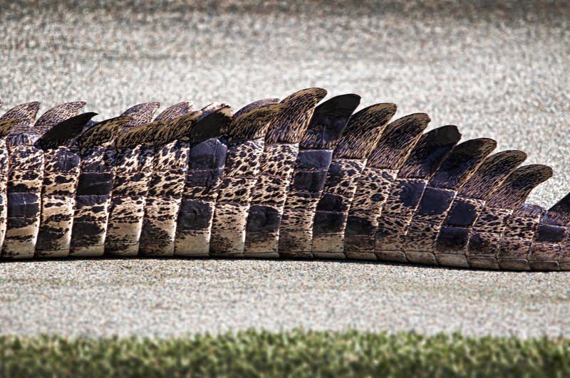 Rainbow Photography: Australia Zoo- Part 1!