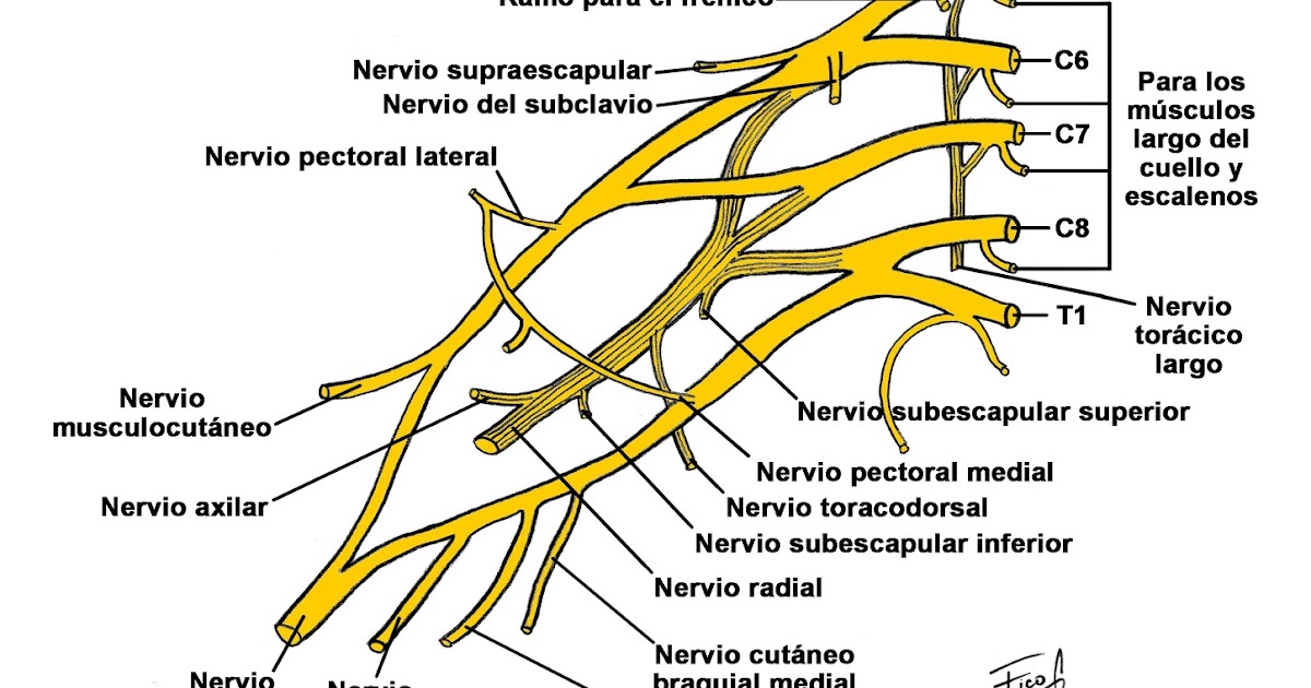 Anatomia en Taller: Imágenes: 1) Plexo braquial y 2) Brazo con la ...