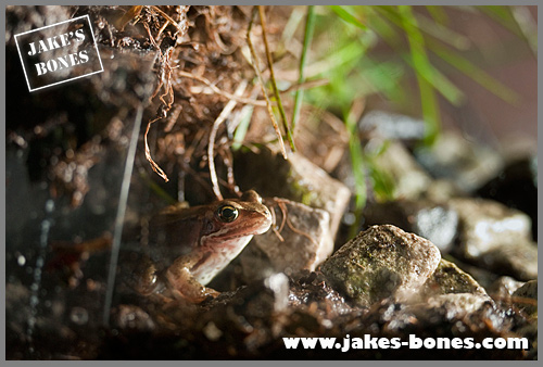 Studying a wild common frog from my bedroom. : Jake's Bones