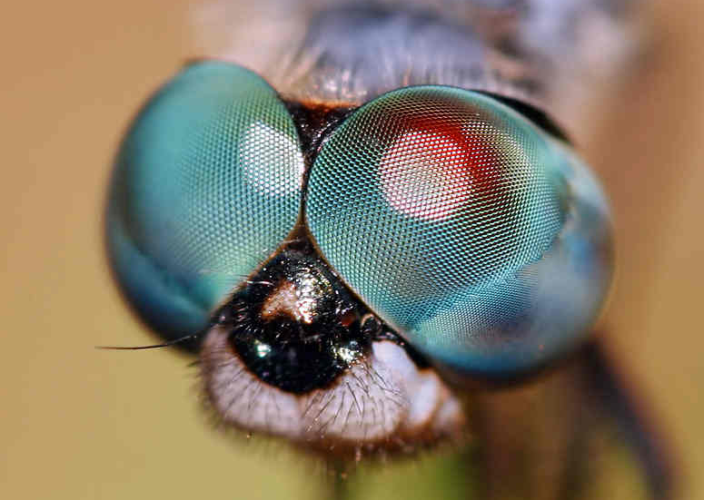 Ciencia Limada: La evolución del ojo en la naturaleza y diez ejemplos ...