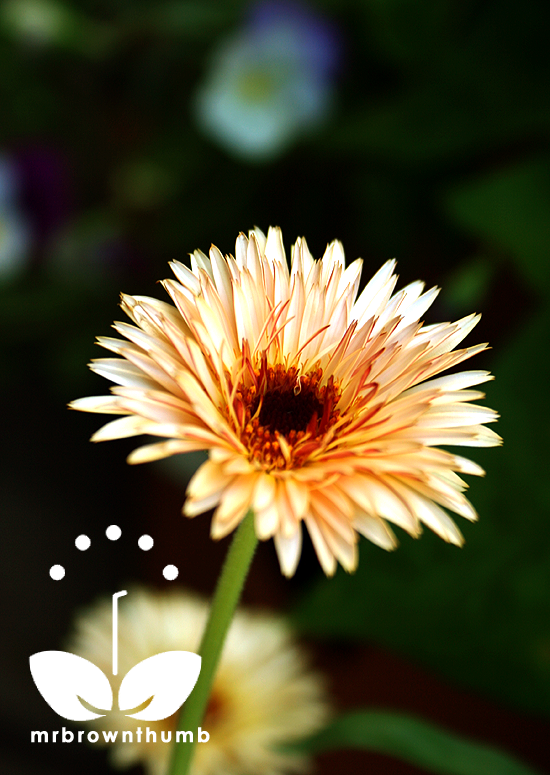 Calendula 'Zeolights' : MrBrownThumb