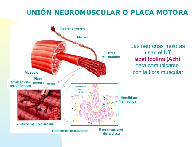 Sistema Músculo Esquelético Histología de los tejidos muscular, óseo y ...