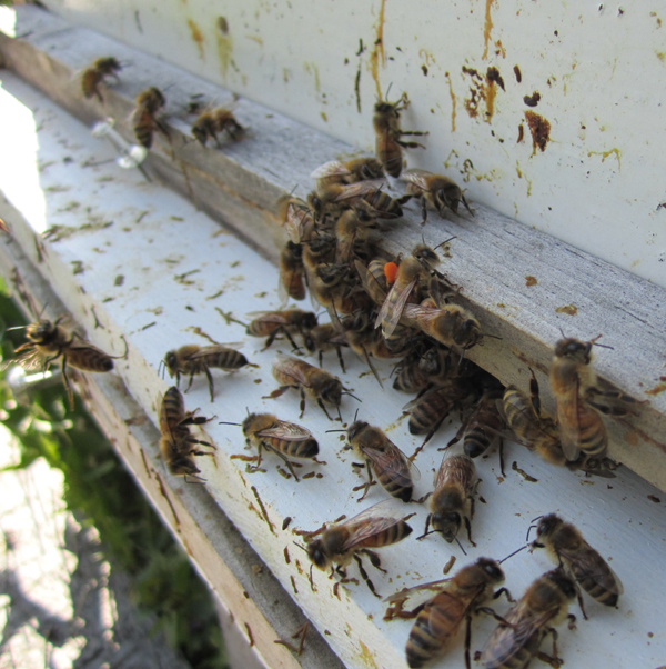 Knatolee's World: Bee poop, duck outing and something small and green