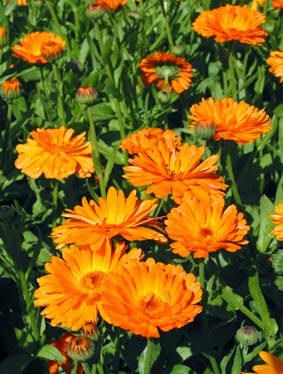 cvece za baste | dvoriste | sobe : neven | gajenje | caj | neven ...