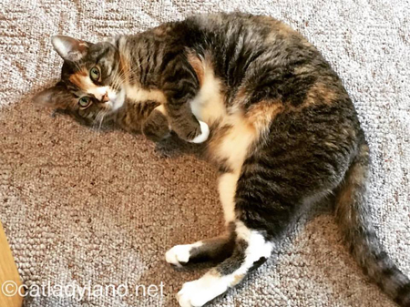 Catladyland: Cats are Funny: The Cat's Text-Book "Belly Trap"