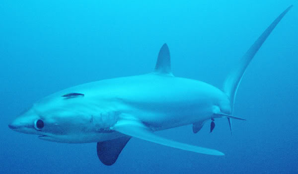 RAGUS Blog: Fakta tentang Ikan HIU