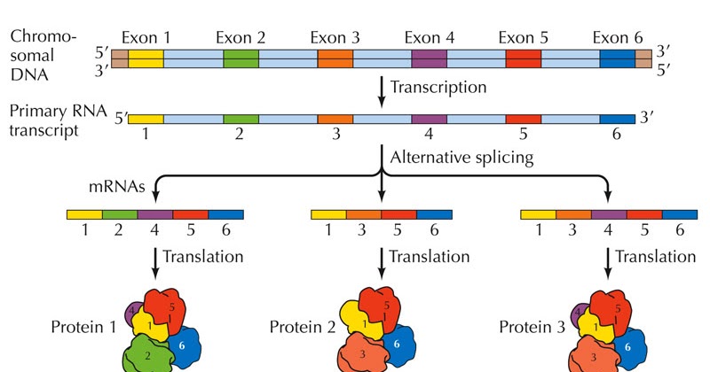 Sandwalk: The persistent myth of alternative splicing