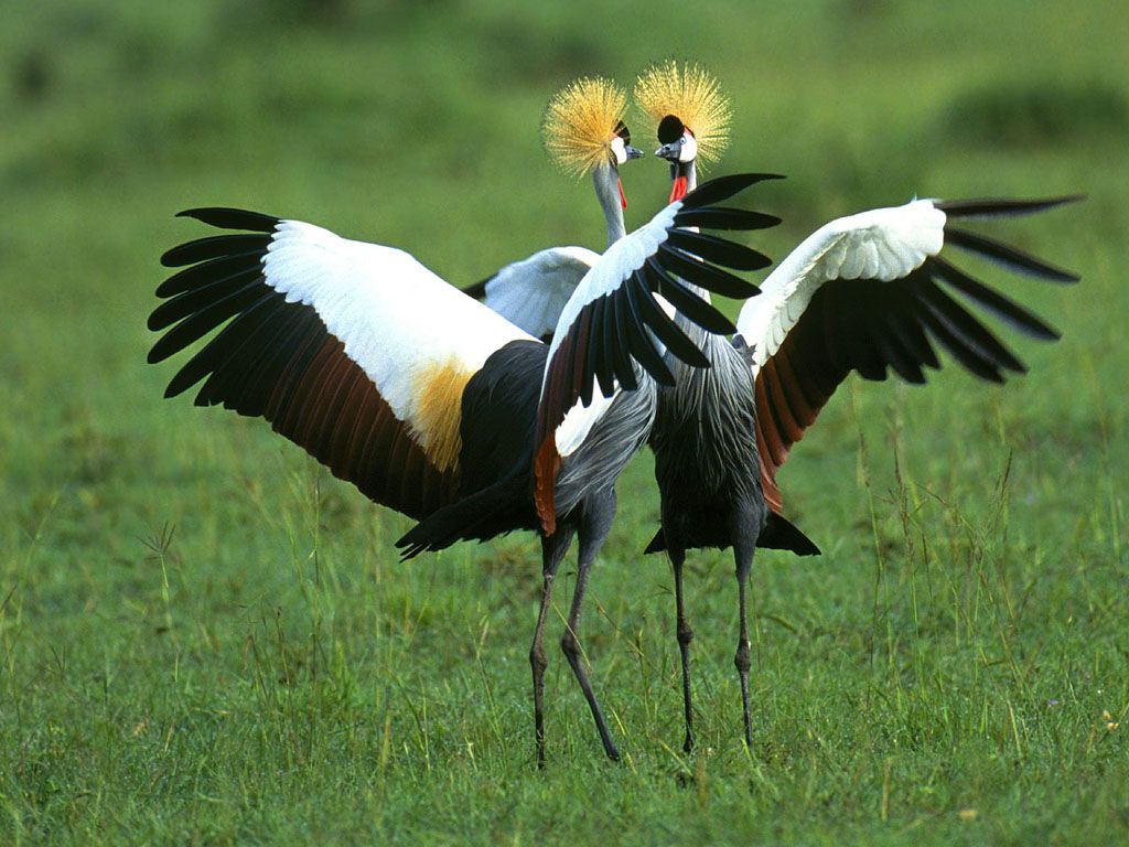 CARPE DIEM HAIKU KAI: Carpe Diem Special #52, Kikaku's "a white crane ...