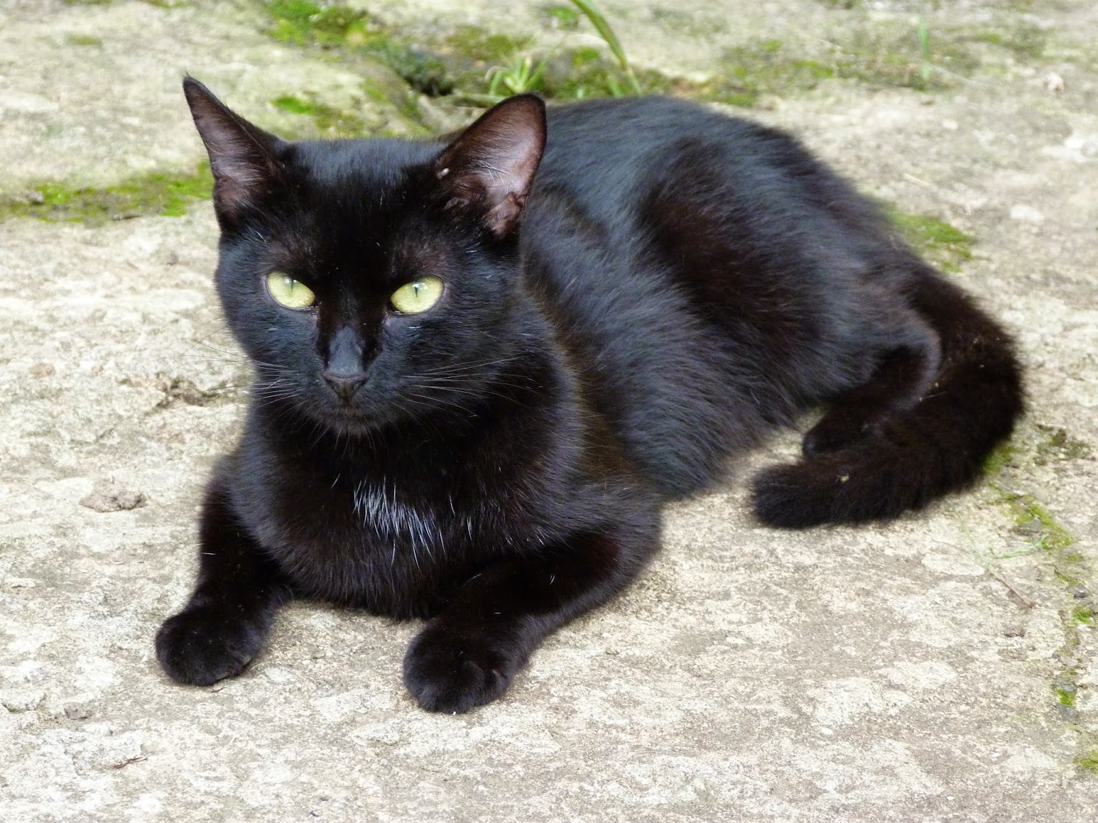 LA NATURALEZA: FAUNA COLOMBIANA