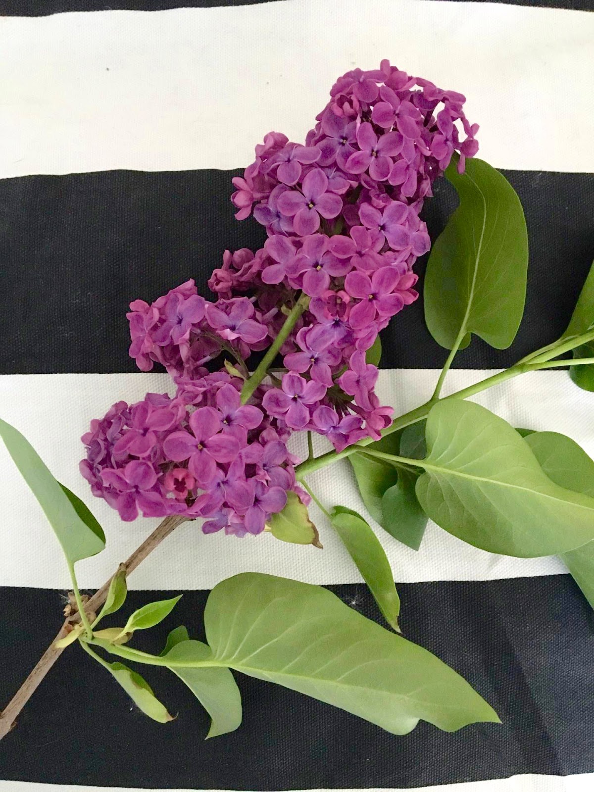 style to move blog: French Lilacs