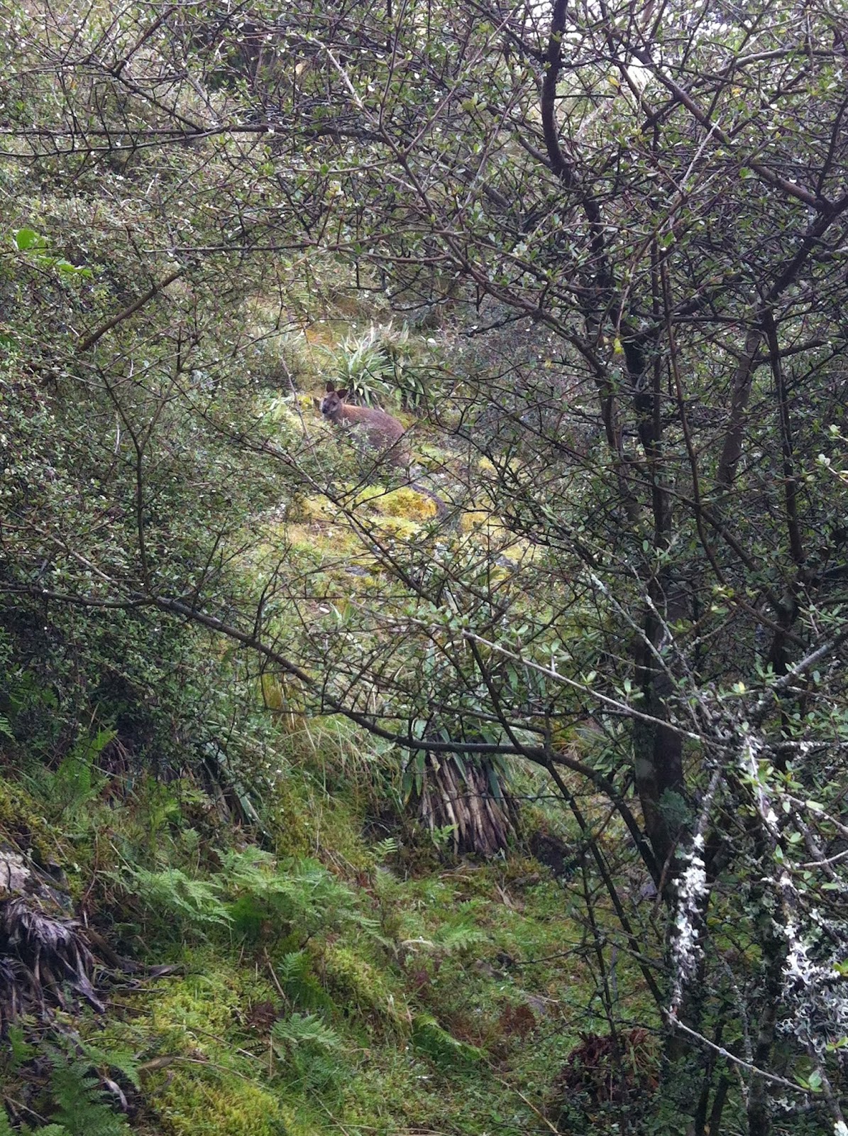 reserealism: tackar bugar och bockar